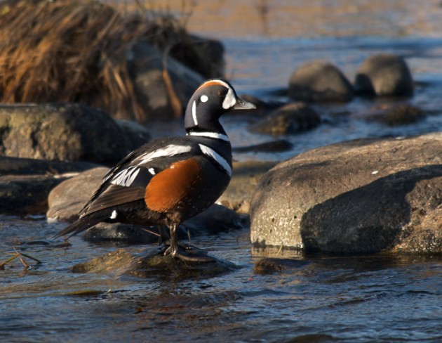 Bird of the Week – Harlequin Duck : The Mudflats | Interesting Things ...