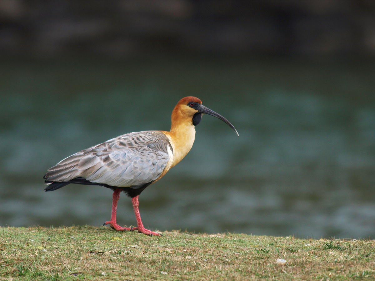 Return of Bird of the Week: Black-faced Ibis : The Mudflats ...