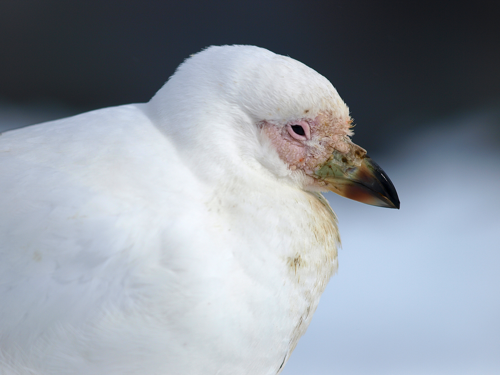 Return of Bird of the Week: Snowy Sheathbill : The Mudflats ...