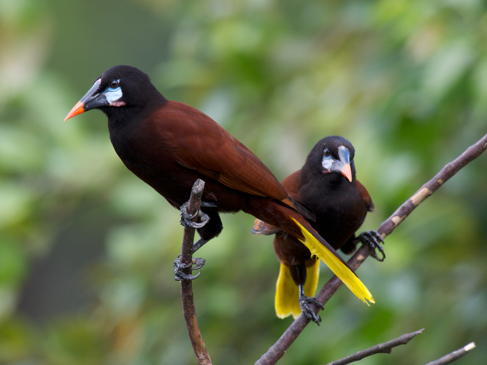 Return of Bird of the Week: Montezuma’s Oropendola : The Mudflats ...