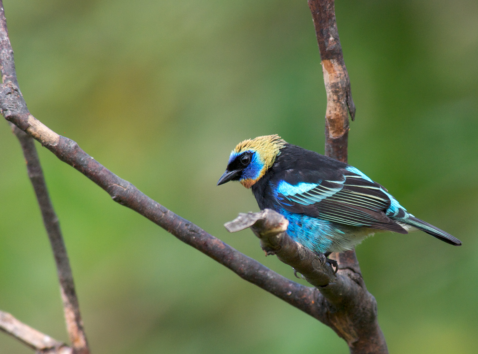 Return of Bird of the Week: Golden-hooded Tanager : The Mudflats ...