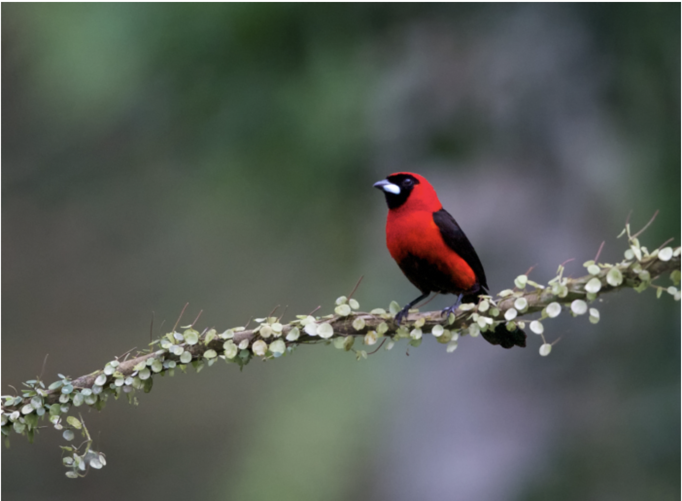Return of Bird of the Week: Masked Crimson Tanager : The Mudflats ...