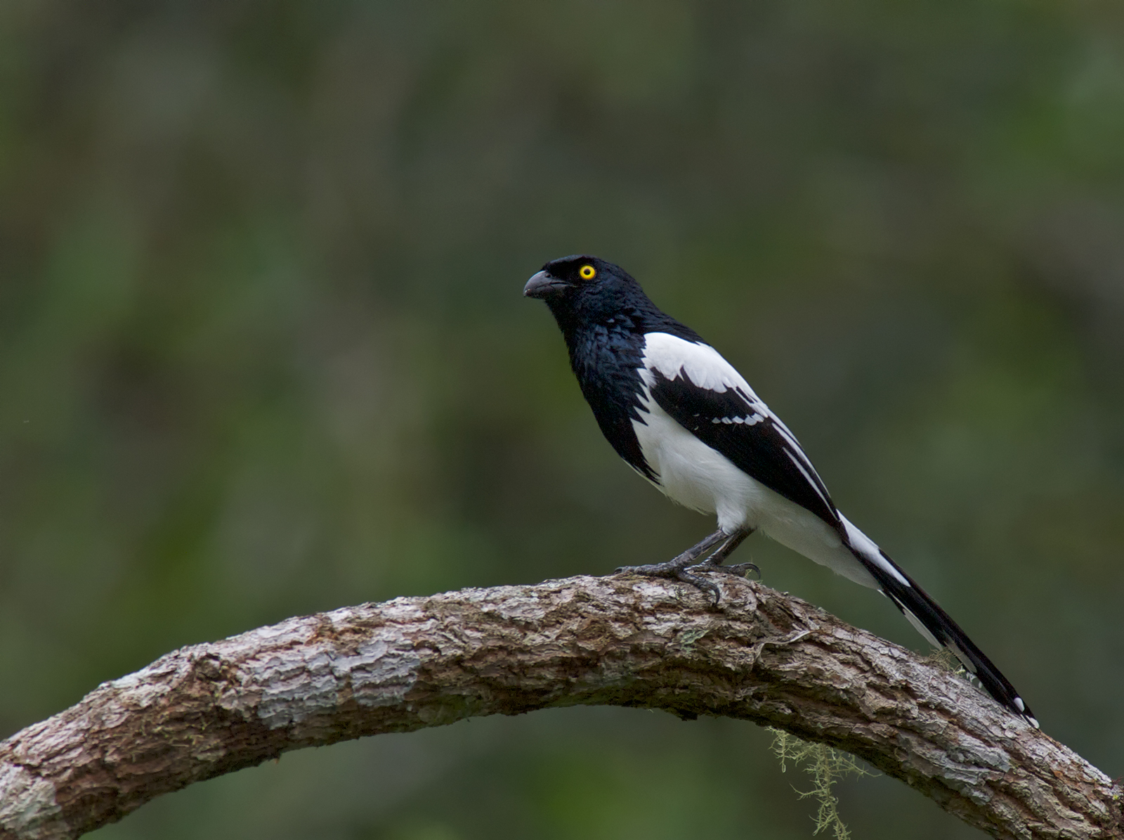 Return of Bird of the Week: Magpie Tanager : The Mudflats | Interesting ...
