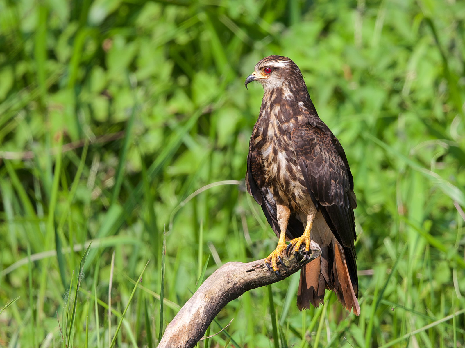 Return of Bird of the Week: Snail Kite : The Mudflats | Interesting ...