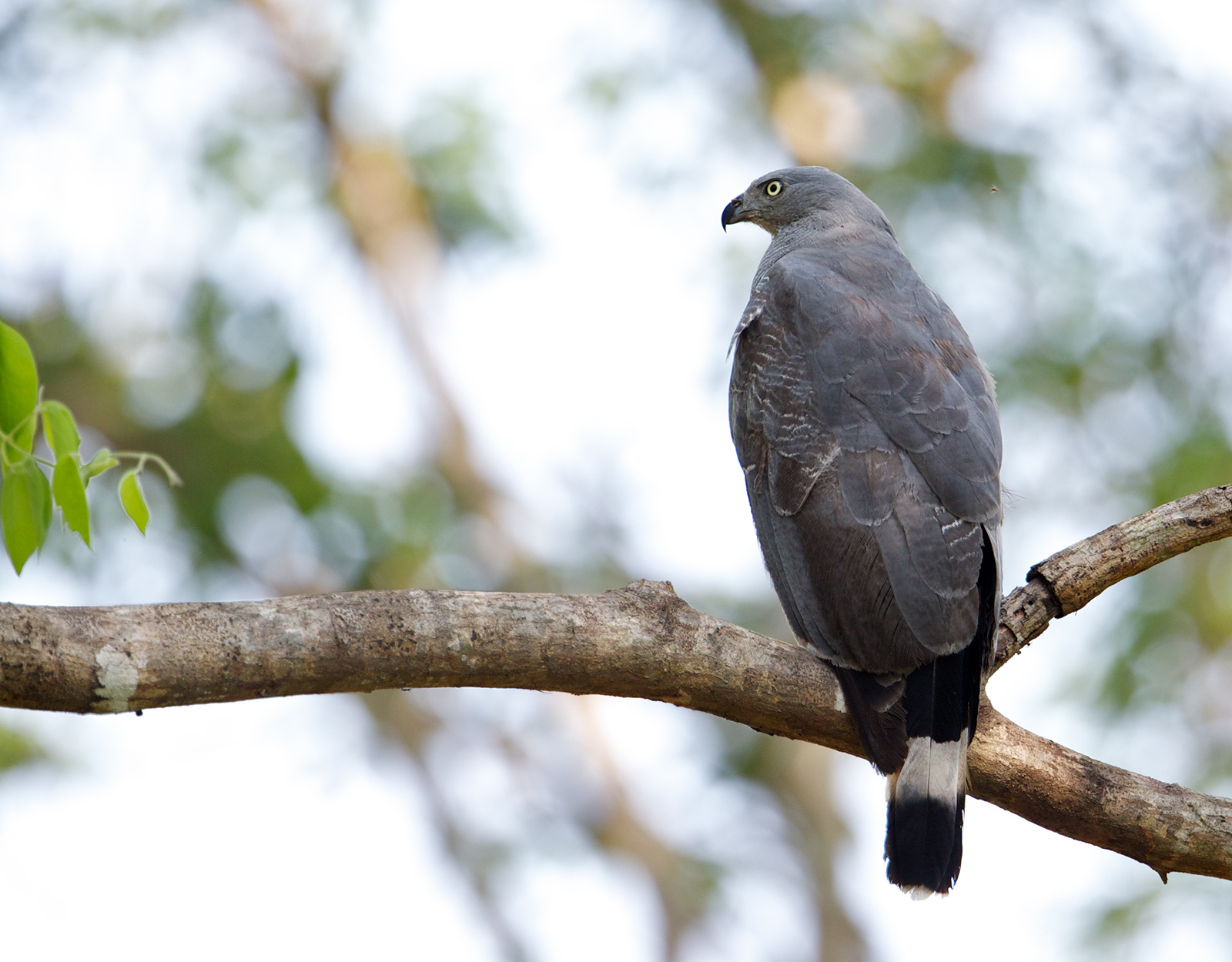 Crane Hawk : The Mudflats | Interesting Things From The Upper Left Corner