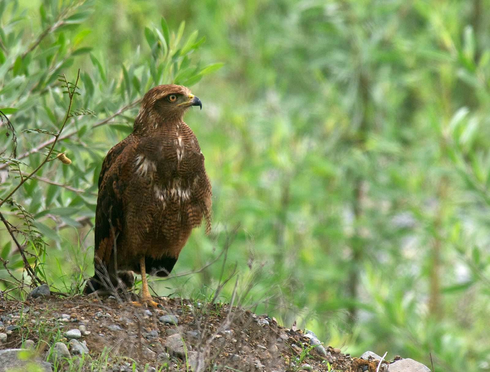 Return of Bird of the Week: Variable Hawk : The Mudflats | Interesting ...