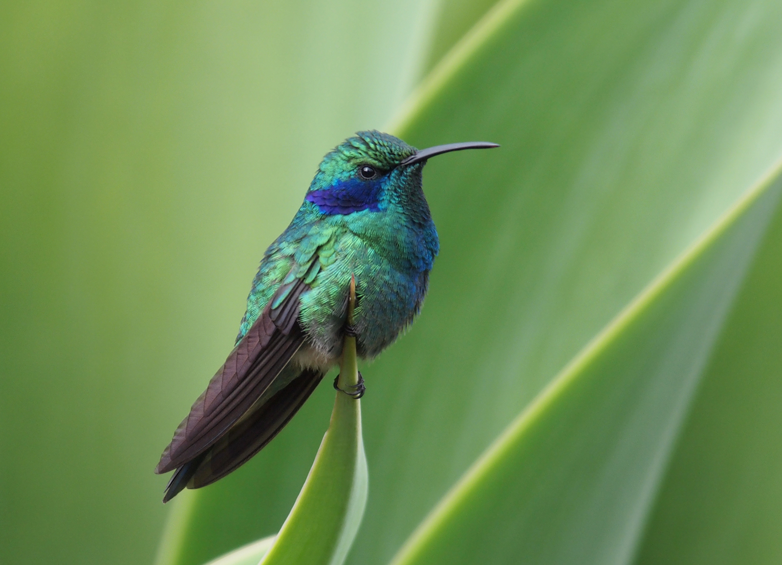 Return of Bird of the Week: Lesser Violetear : The Mudflats ...