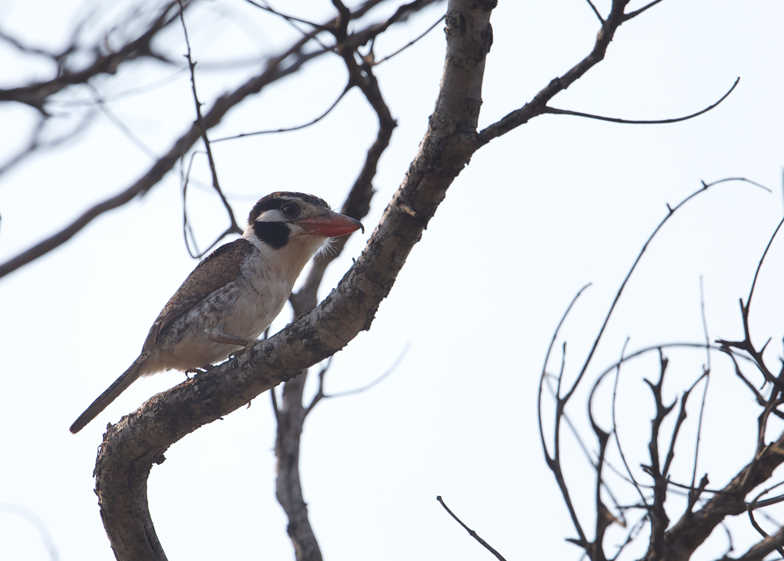 Return of Bird of the Week: White-eared Puffbird : The Mudflats ...